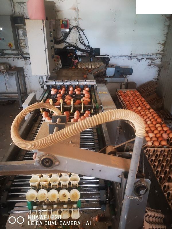 Pspc30 Prinzen Egg Wrapper