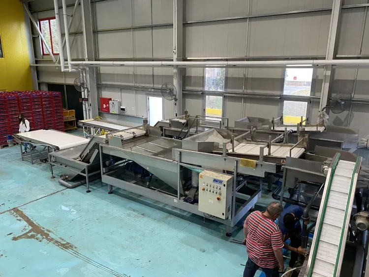 Unitec 10 lines cherry Electronic grading line