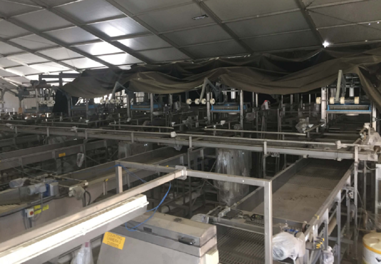 Fruit sorting system, 3 packing seasons, four (4) bins/ mn, Year 2012!