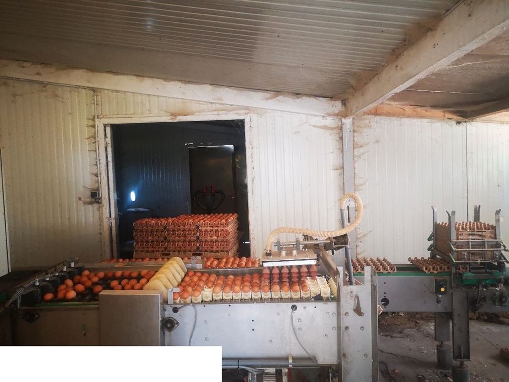 Pspc30 Prinzen Egg Wrapper