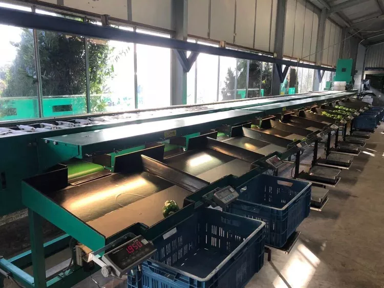 GREEFA, 2 lines apple grader