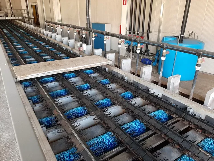 MAF RODA, APPLE PRE-SORTING LINE 8 LINES