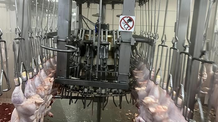 Linco Complete Linco Evisceration line