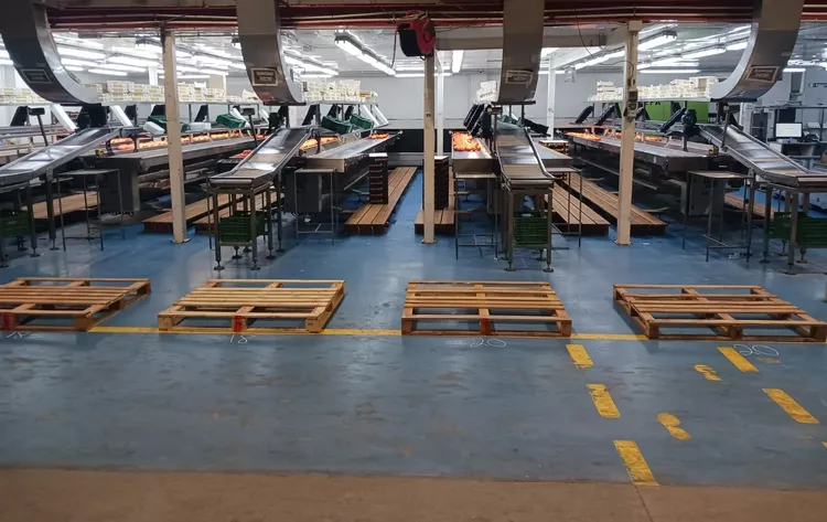 GREEFA APPLE GRADING LINE