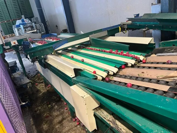 MAF RODA, 6 LINES TOMATO GRADING LINE